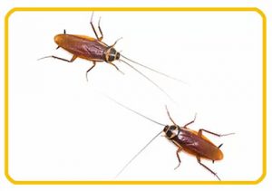 Premier Edmonton Cockroach Exterminator | Top-Rated Services